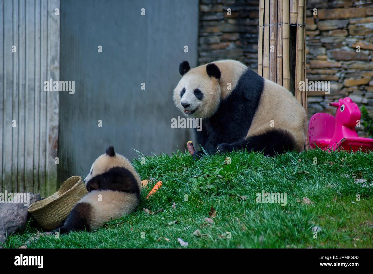 Giant pandas enjoy spring time at the Wolong Giant Panda Nature Reserve ...
