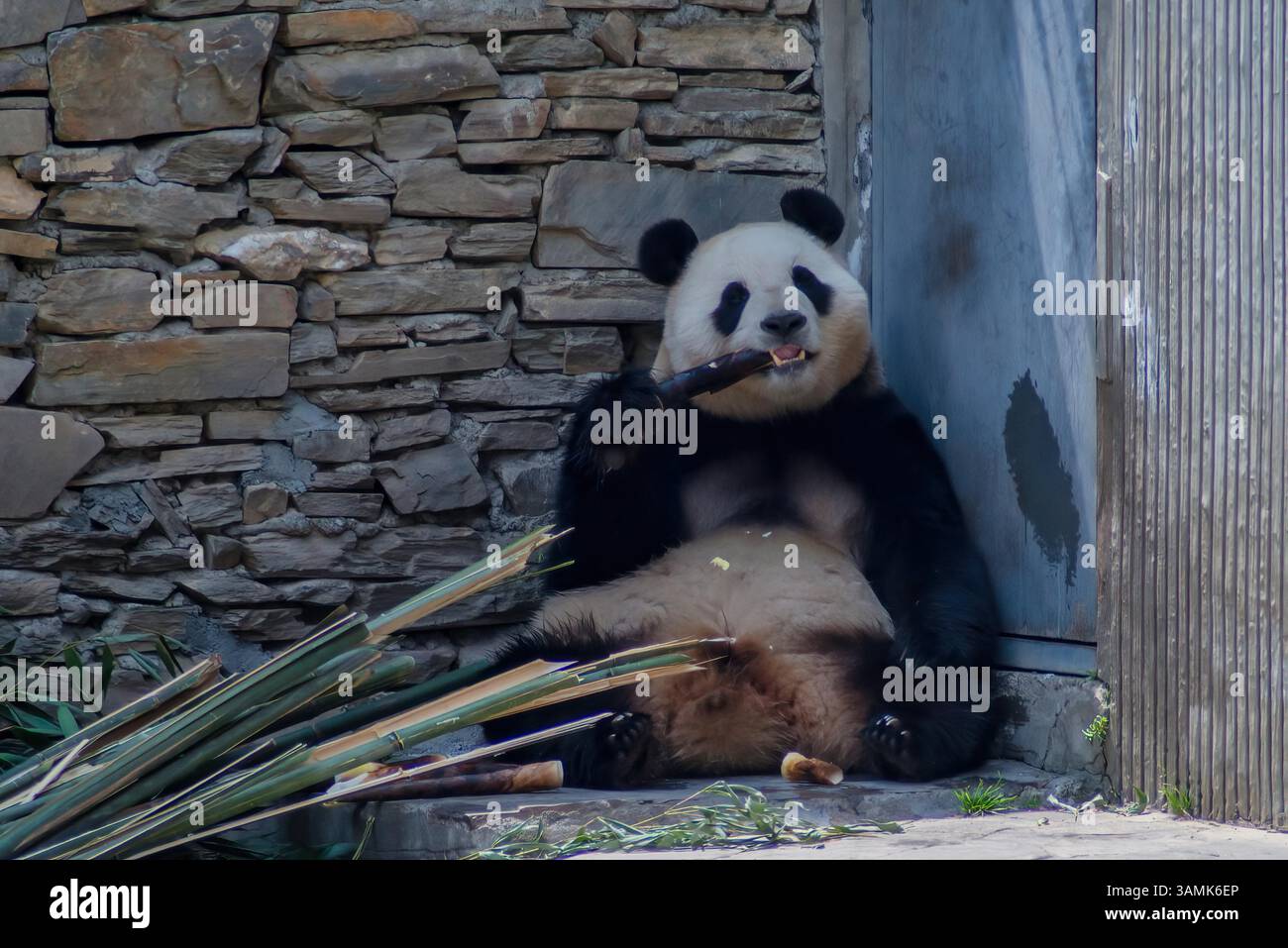 Giant pandas enjoy spring time at the Wolong Giant Panda Nature Reserve ...