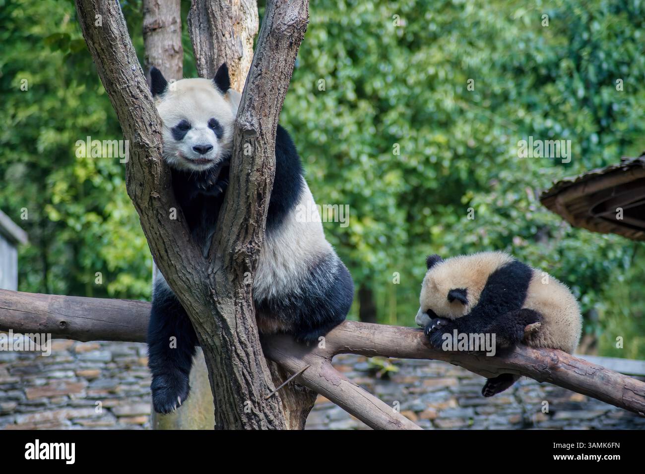 Giant pandas enjoy spring time at the Wolong Giant Panda Nature Reserve ...