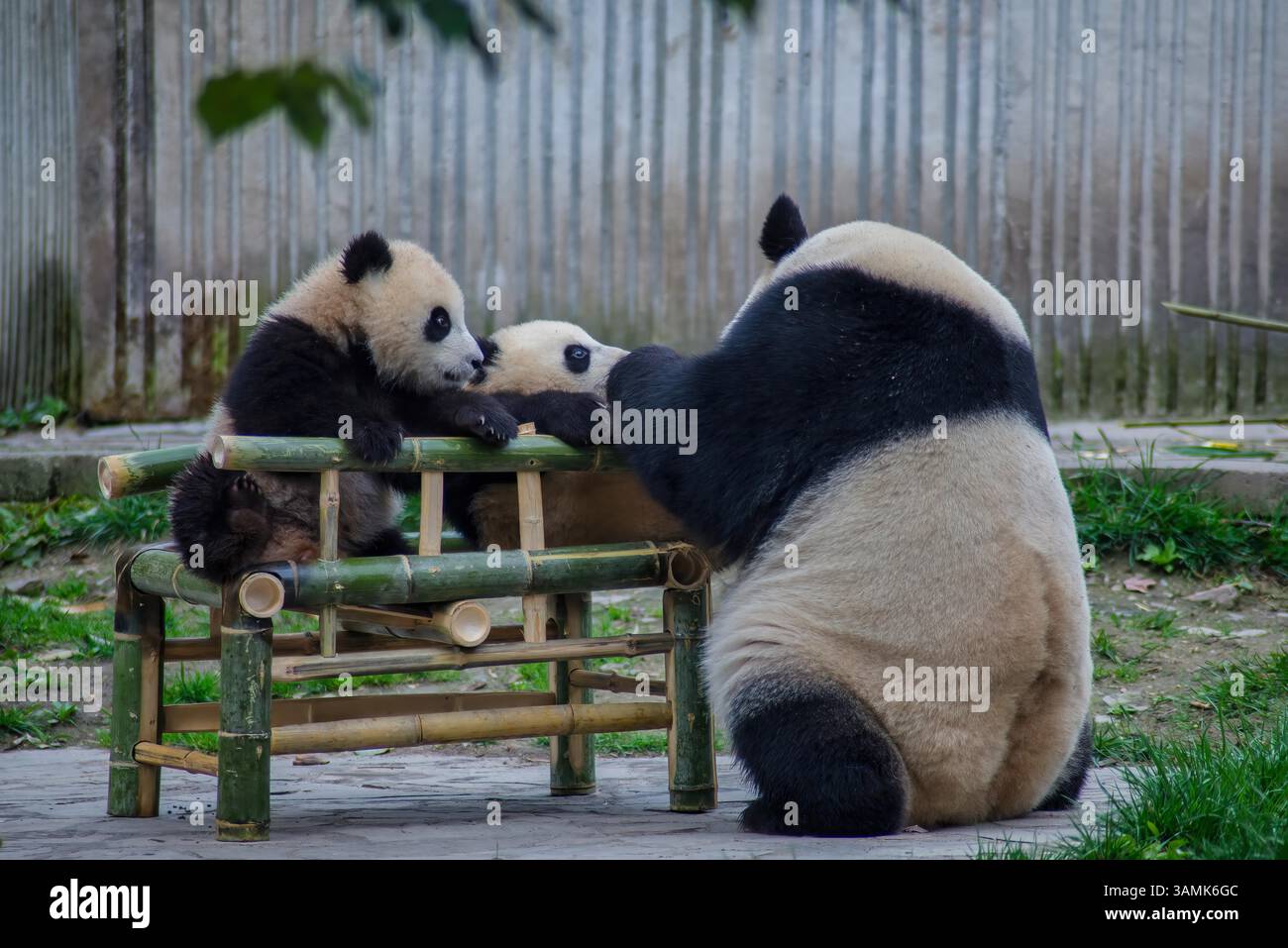 Giant pandas enjoy spring time at the Wolong Giant Panda Nature Reserve ...