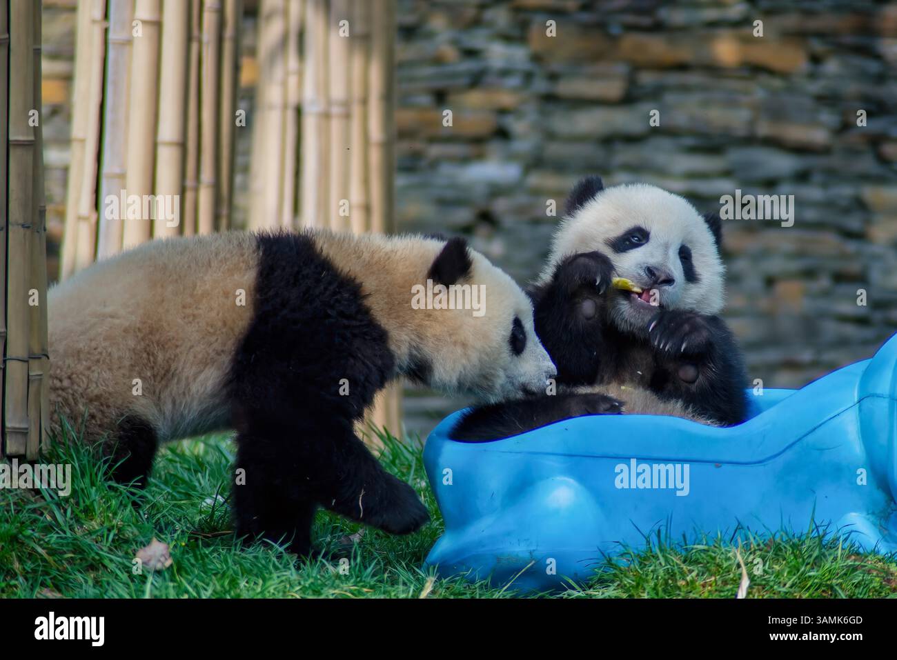 Giant pandas enjoy spring time at the Wolong Giant Panda Nature Reserve ...