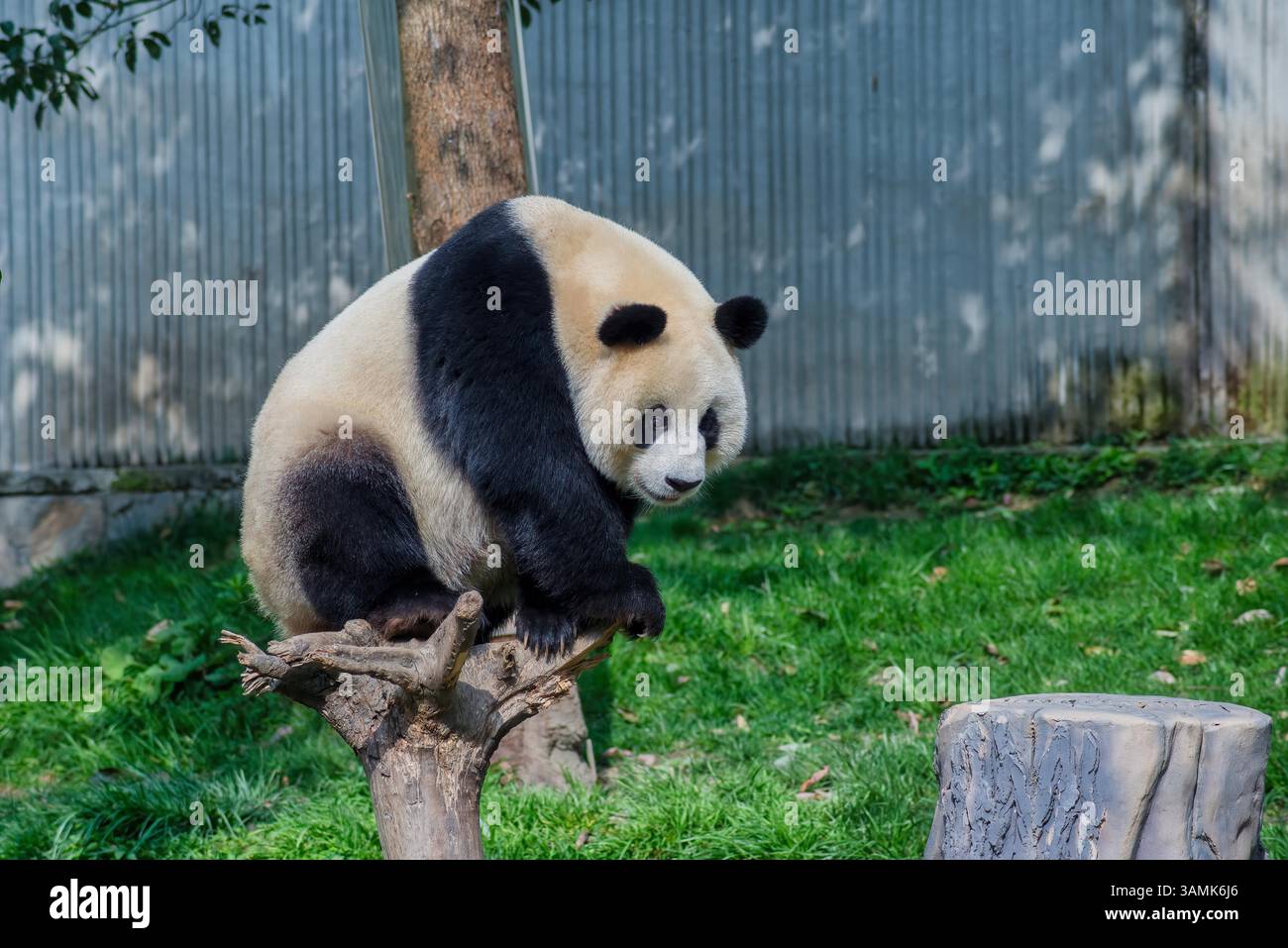 Giant pandas enjoy spring time at the Wolong Giant Panda Nature Reserve ...