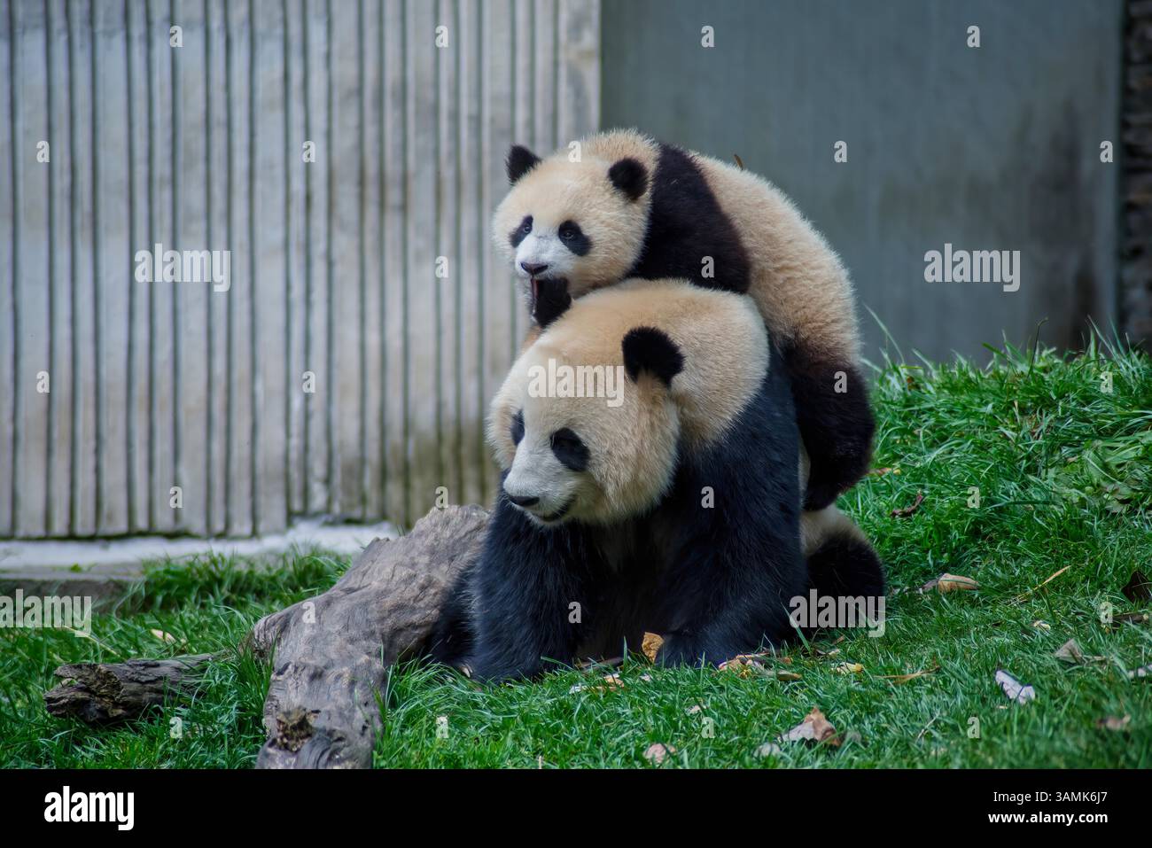 Giant pandas enjoy spring time at the Wolong Giant Panda Nature Reserve ...