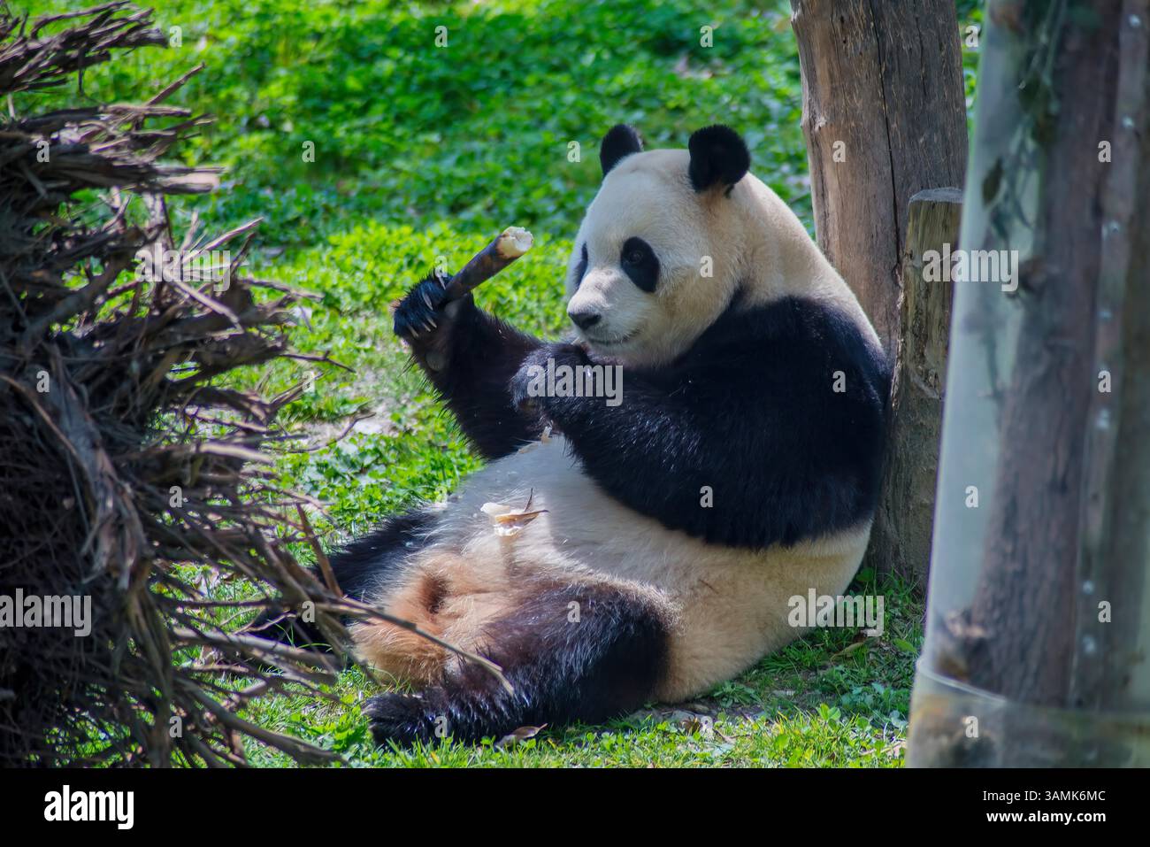 Giant pandas enjoy spring time at the Wolong Giant Panda Nature Reserve ...