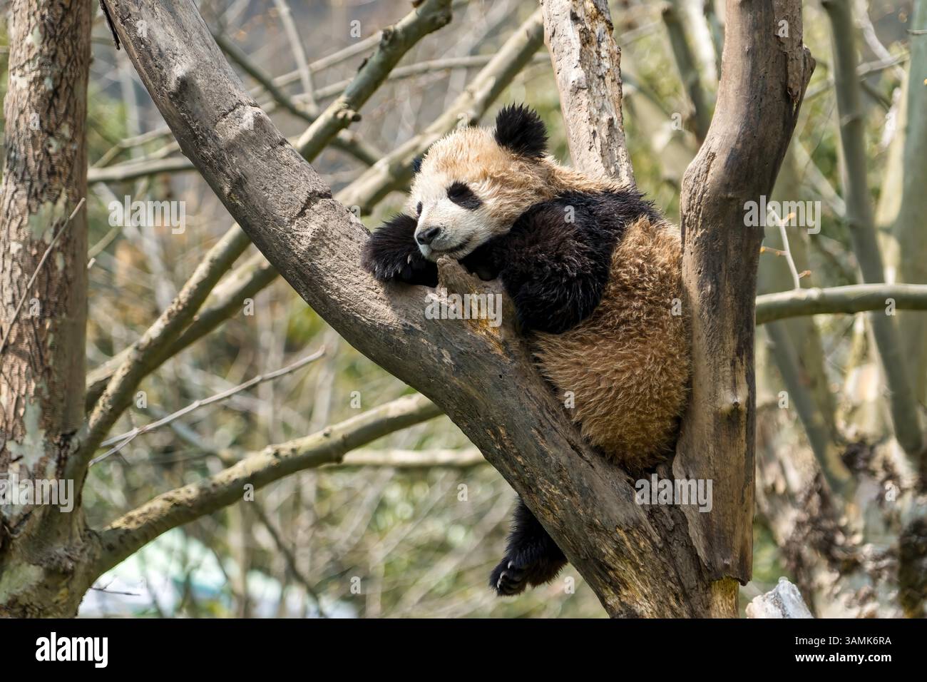 Giant pandas enjoy spring time at the Wolong Giant Panda Nature Reserve ...
