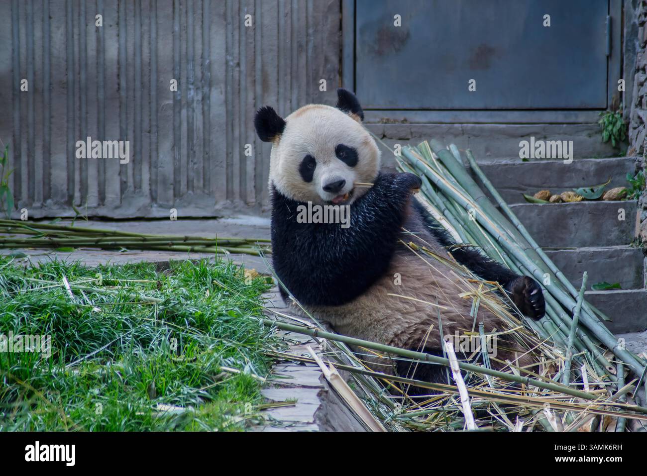 Giant pandas enjoy spring time at the Wolong Giant Panda Nature Reserve ...