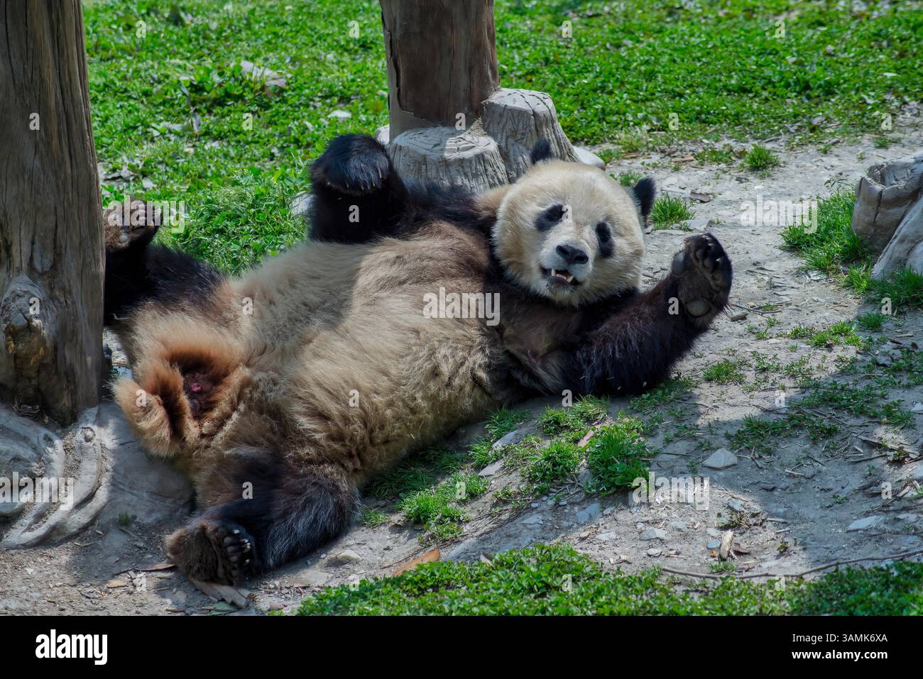 Giant pandas enjoy spring time at the Wolong Giant Panda Nature Reserve ...
