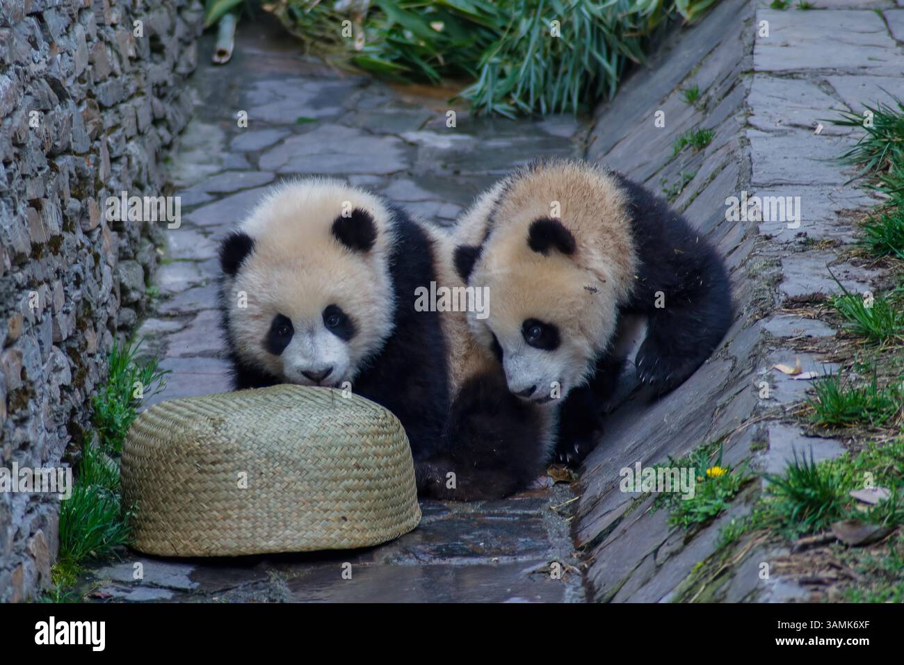 Giant pandas enjoy spring time at the Wolong Giant Panda Nature Reserve ...