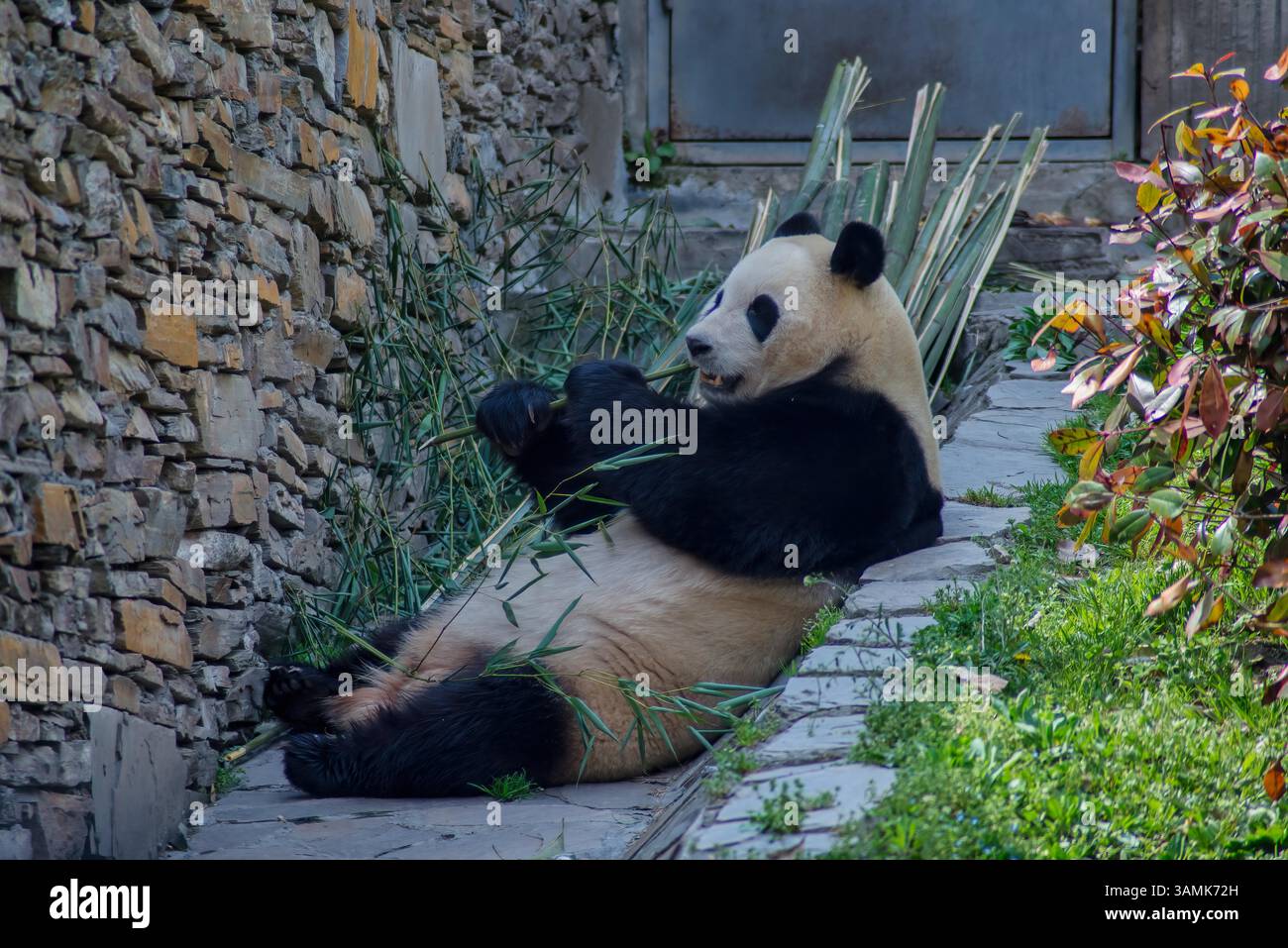 Giant pandas enjoy spring time at the Wolong Giant Panda Nature Reserve ...