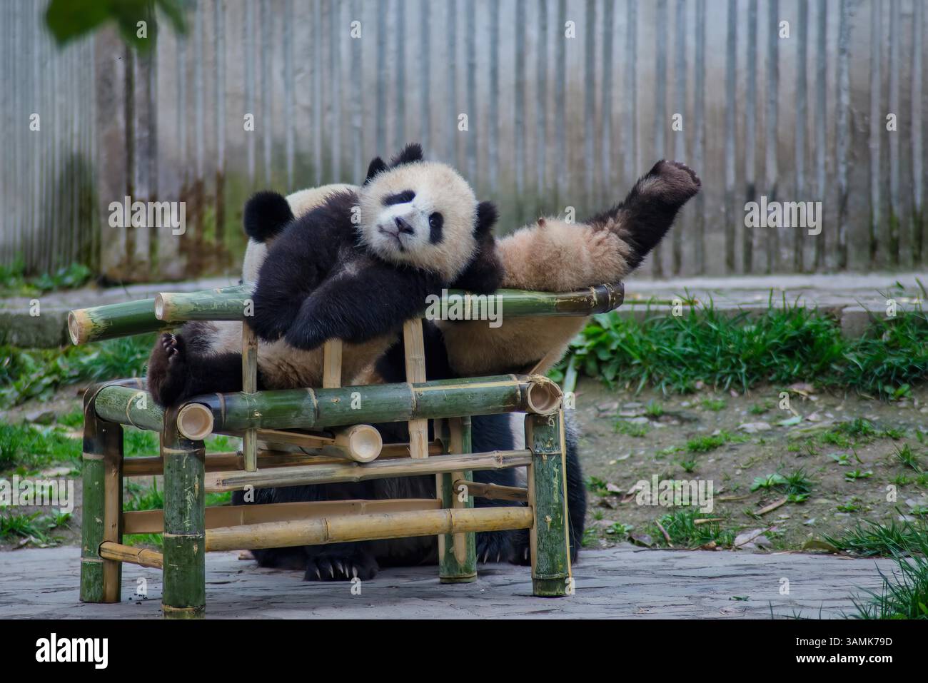 Giant pandas enjoy spring time at the Wolong Giant Panda Nature Reserve ...