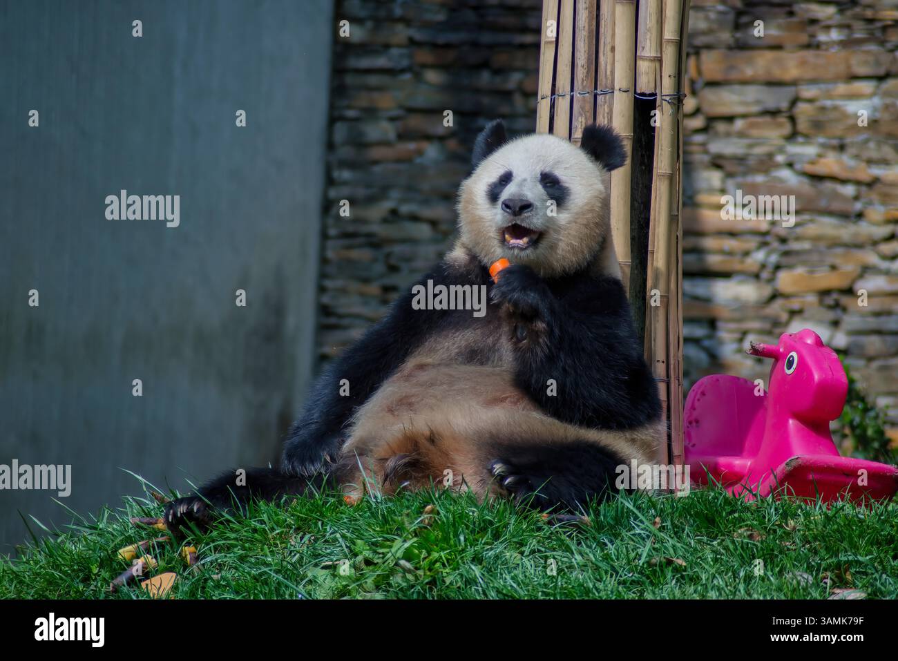 Giant pandas enjoy spring time at the Wolong Giant Panda Nature Reserve ...