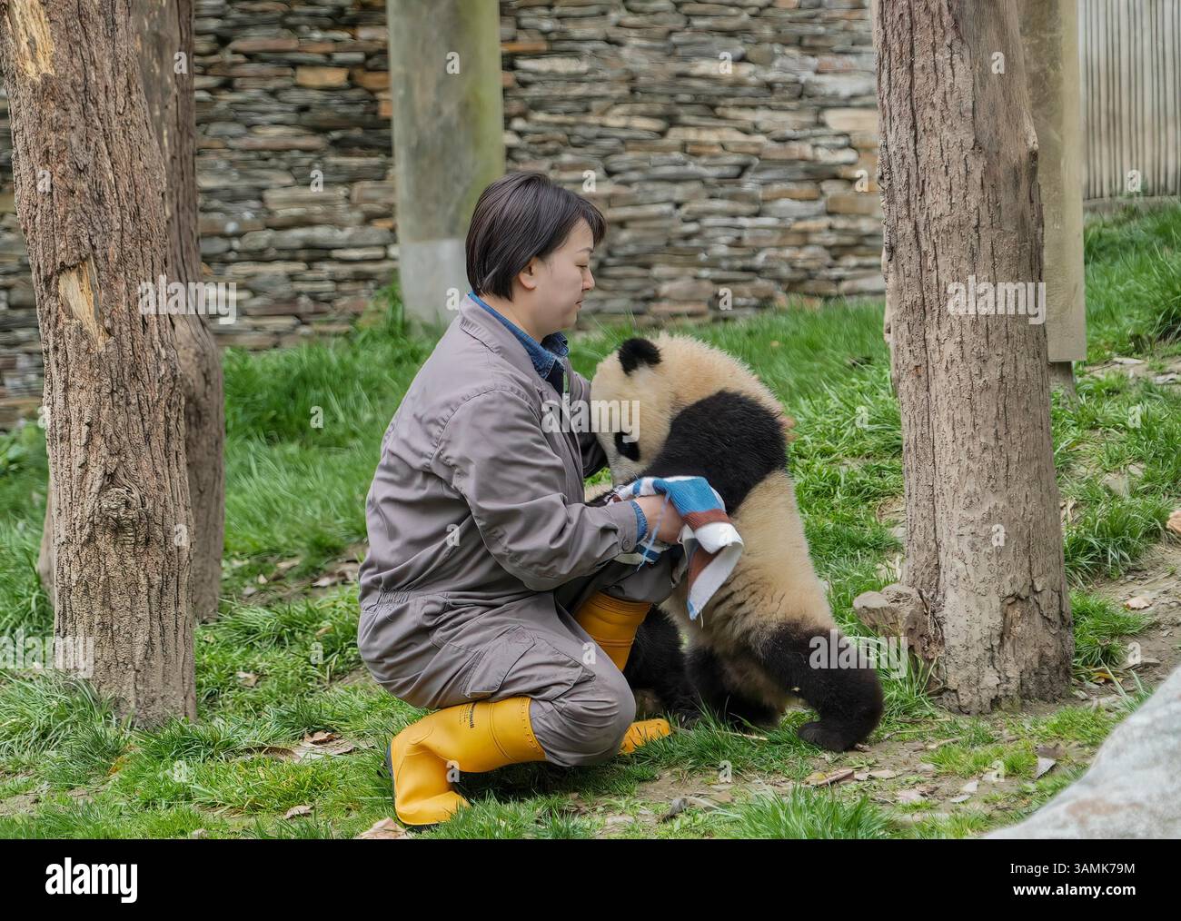 Giant pandas enjoy spring time at the Wolong Giant Panda Nature Reserve ...