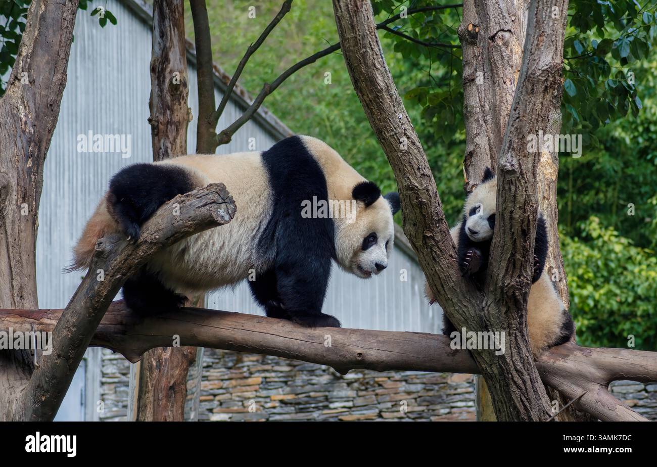 Giant pandas enjoy spring time at the Wolong Giant Panda Nature Reserve ...