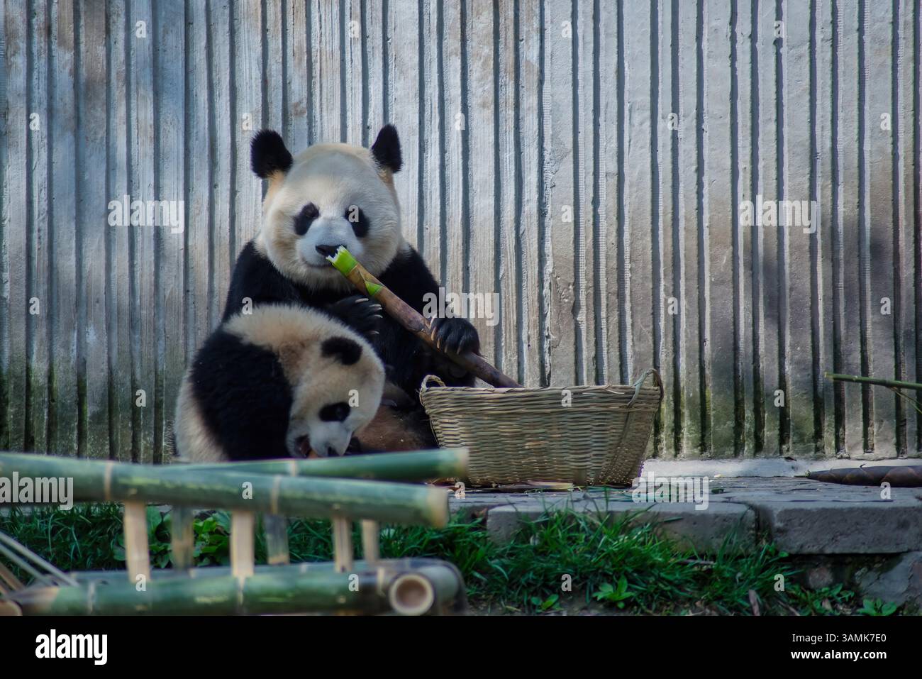 Giant pandas enjoy spring time at the Wolong Giant Panda Nature Reserve ...