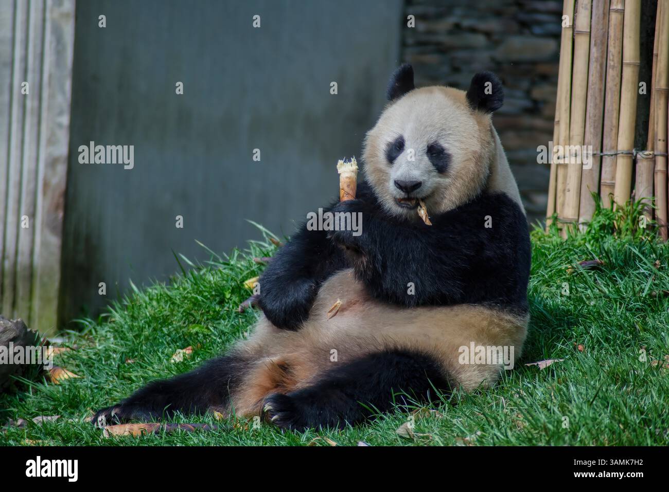 Giant pandas enjoy spring time at the Wolong Giant Panda Nature Reserve ...