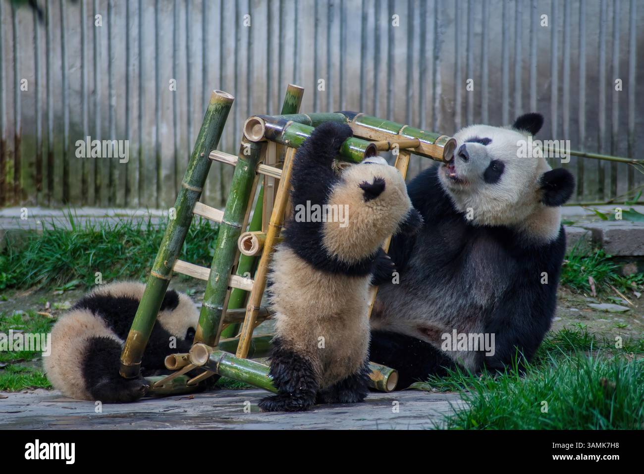 Giant pandas enjoy spring time at the Wolong Giant Panda Nature Reserve ...