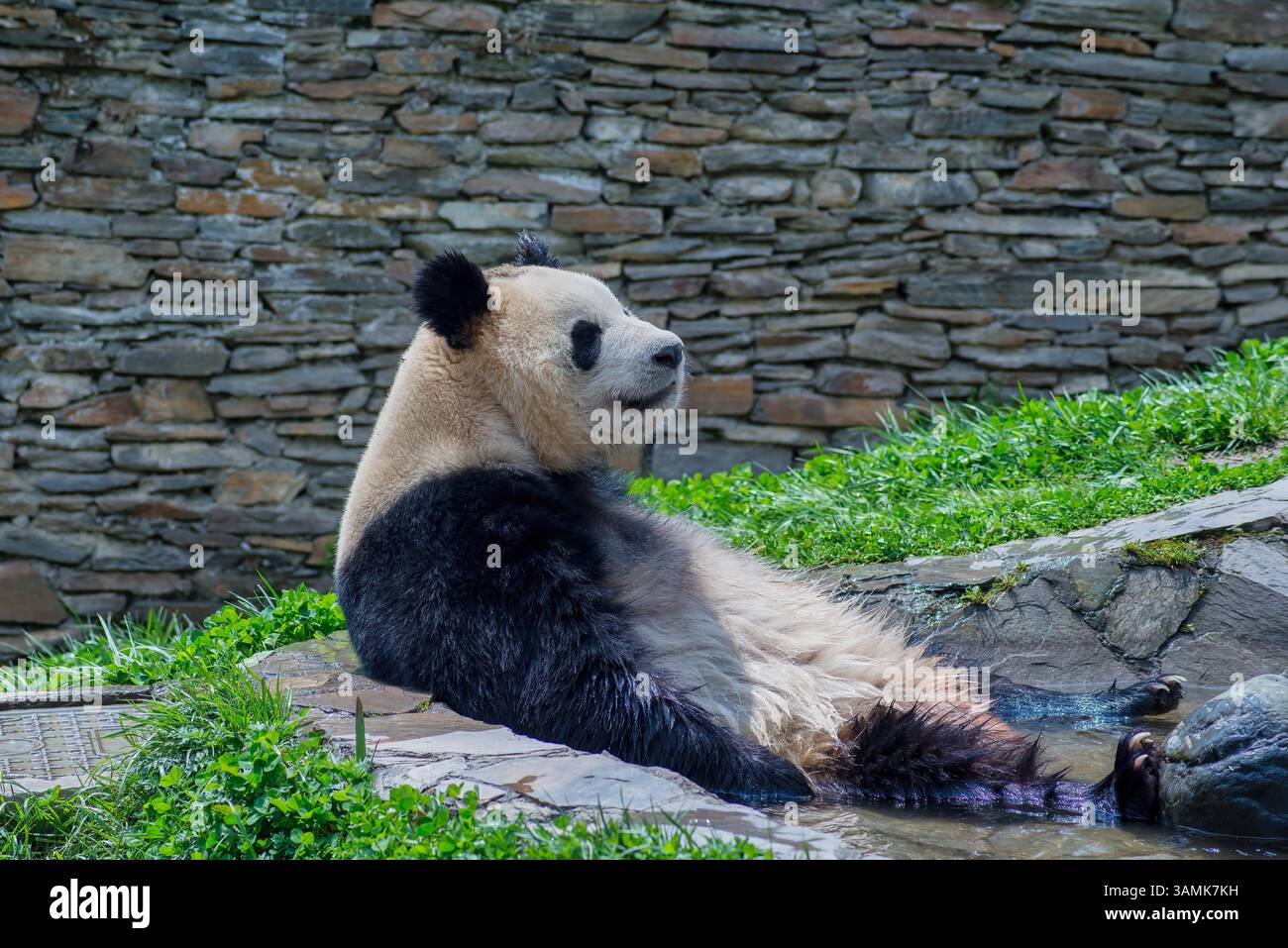 Giant pandas enjoy spring time at the Wolong Giant Panda Nature Reserve ...
