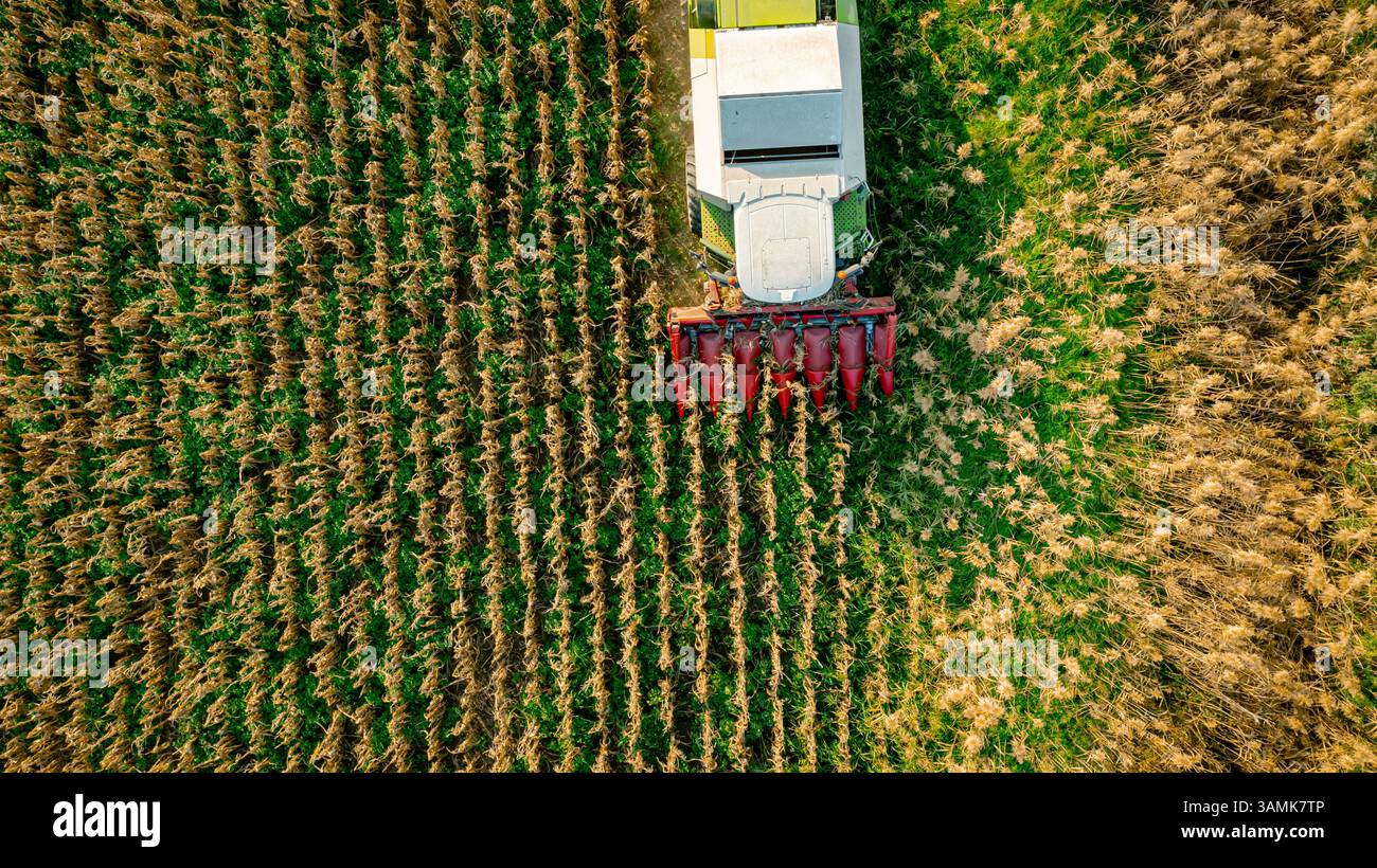 Above top view, over agricultural harvester as cutting and harvesting ...