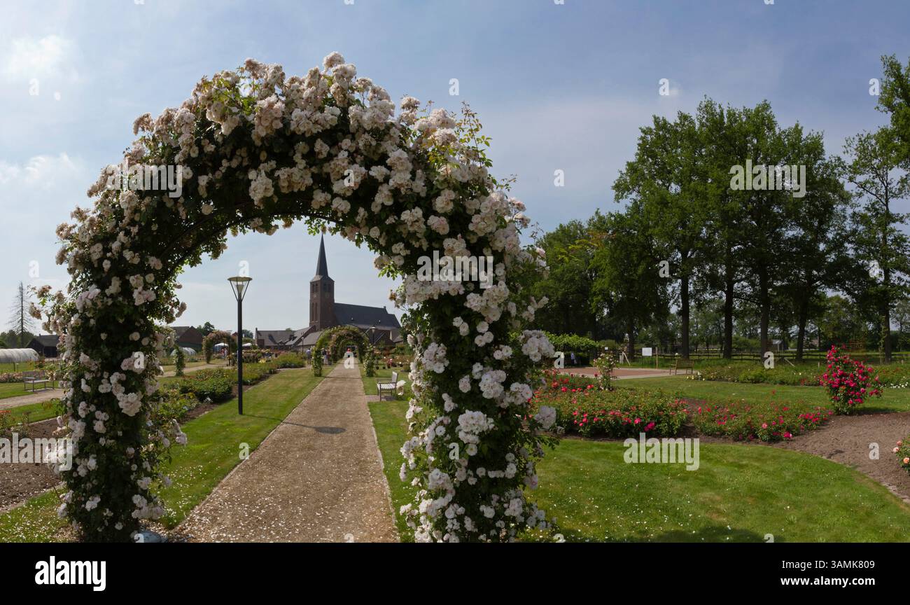 Rose garden, Lottum, , Limburg, Netherlands, René van der Meer Stock ...