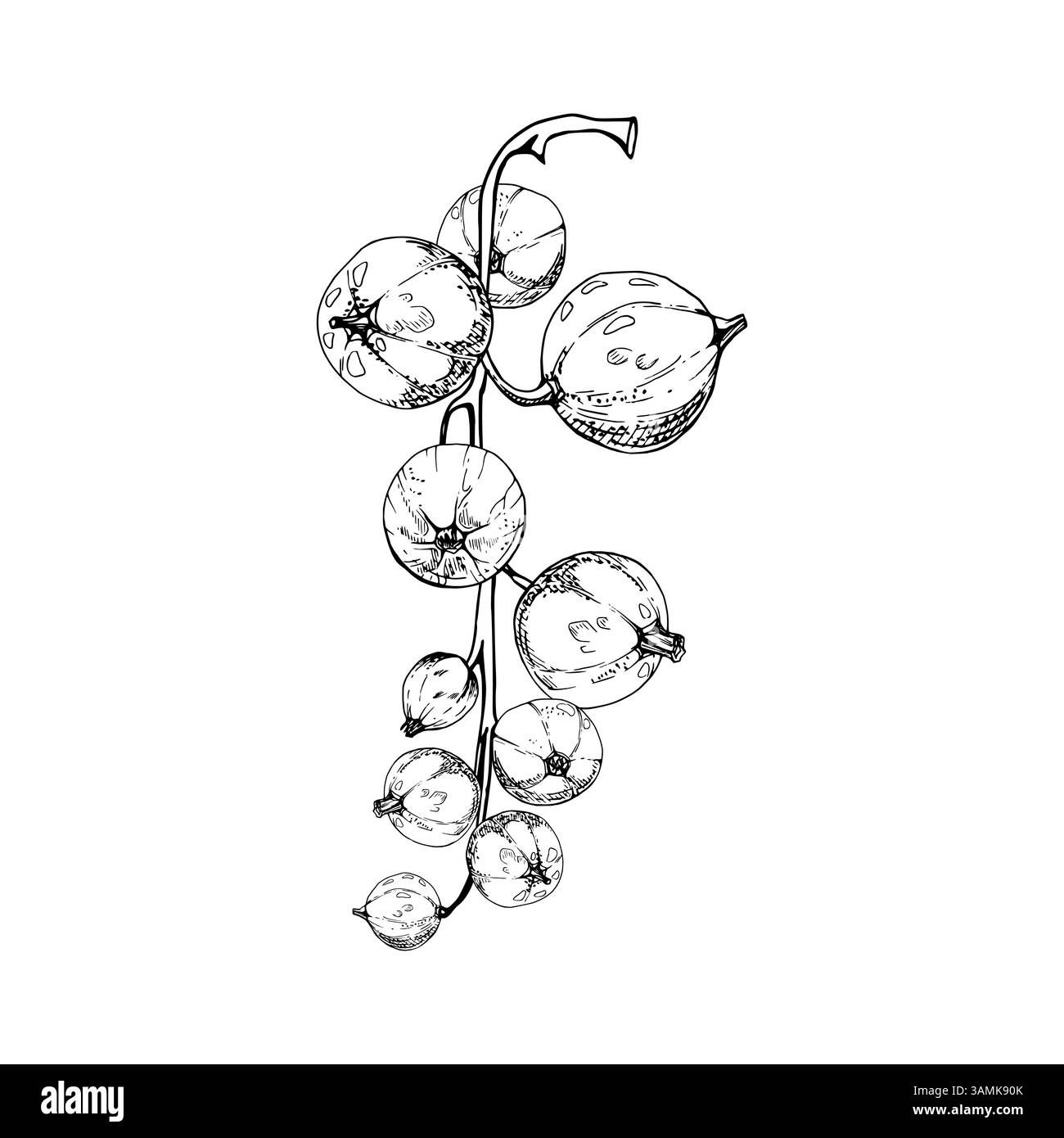 Currant gooseberry bunch branch cluster, ripe garden berry casseille ...