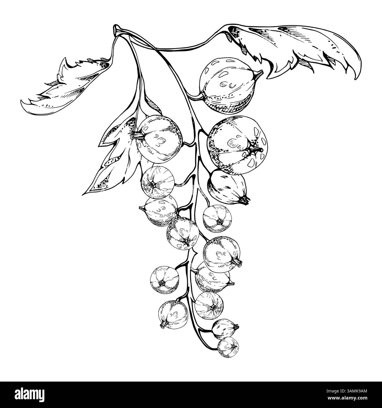 Currant gooseberry raceme bunch Stock Vector Images - Alamy