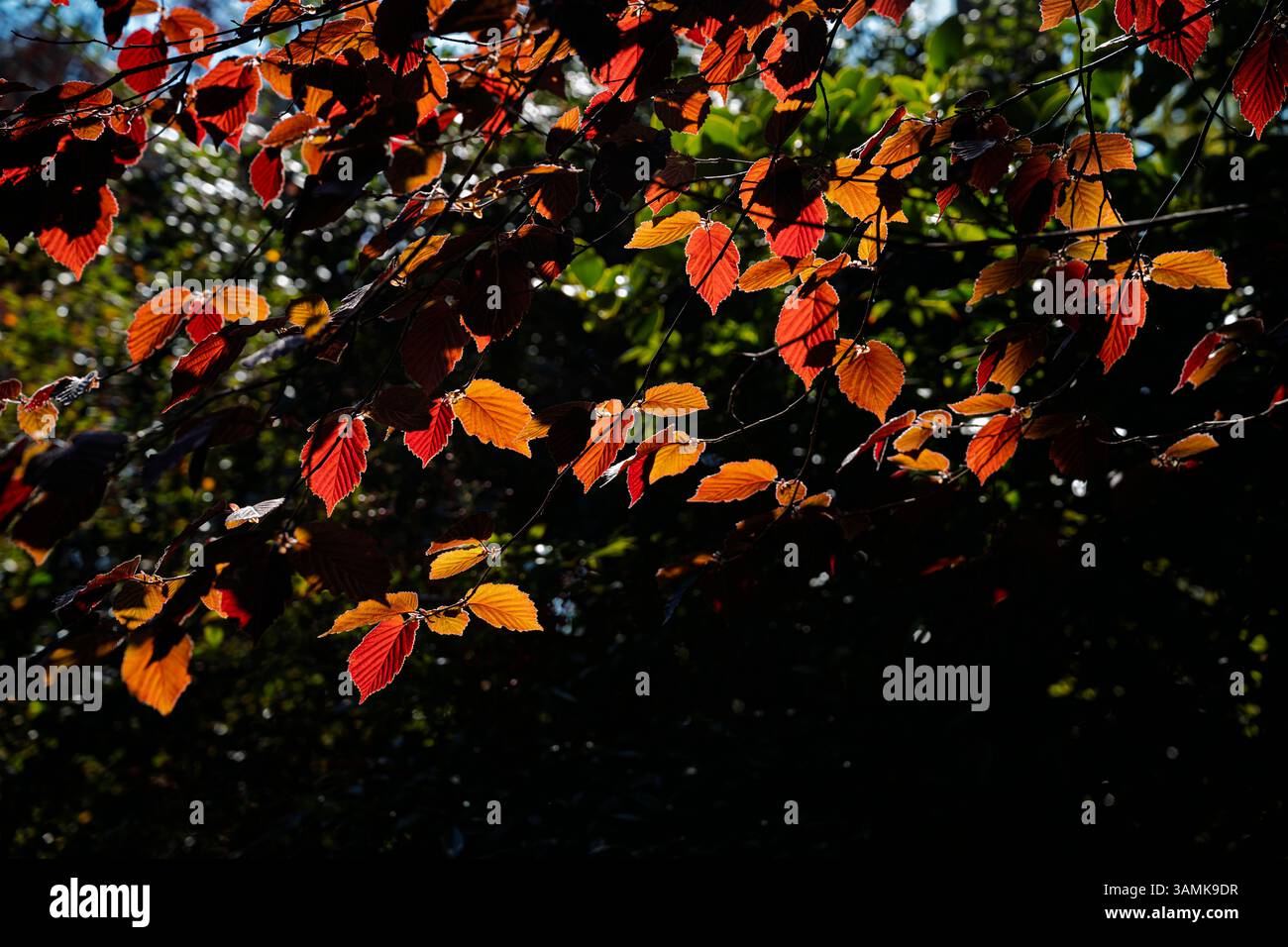 Backlit leaves of a copper beech tree (Fagus sylvatica f. purpurea ...