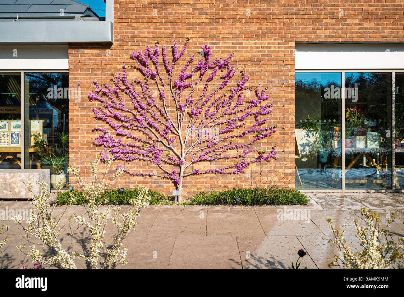 Magenta pink Cercis chinensis 'Avondale' (Chinese redbud) planted by ...