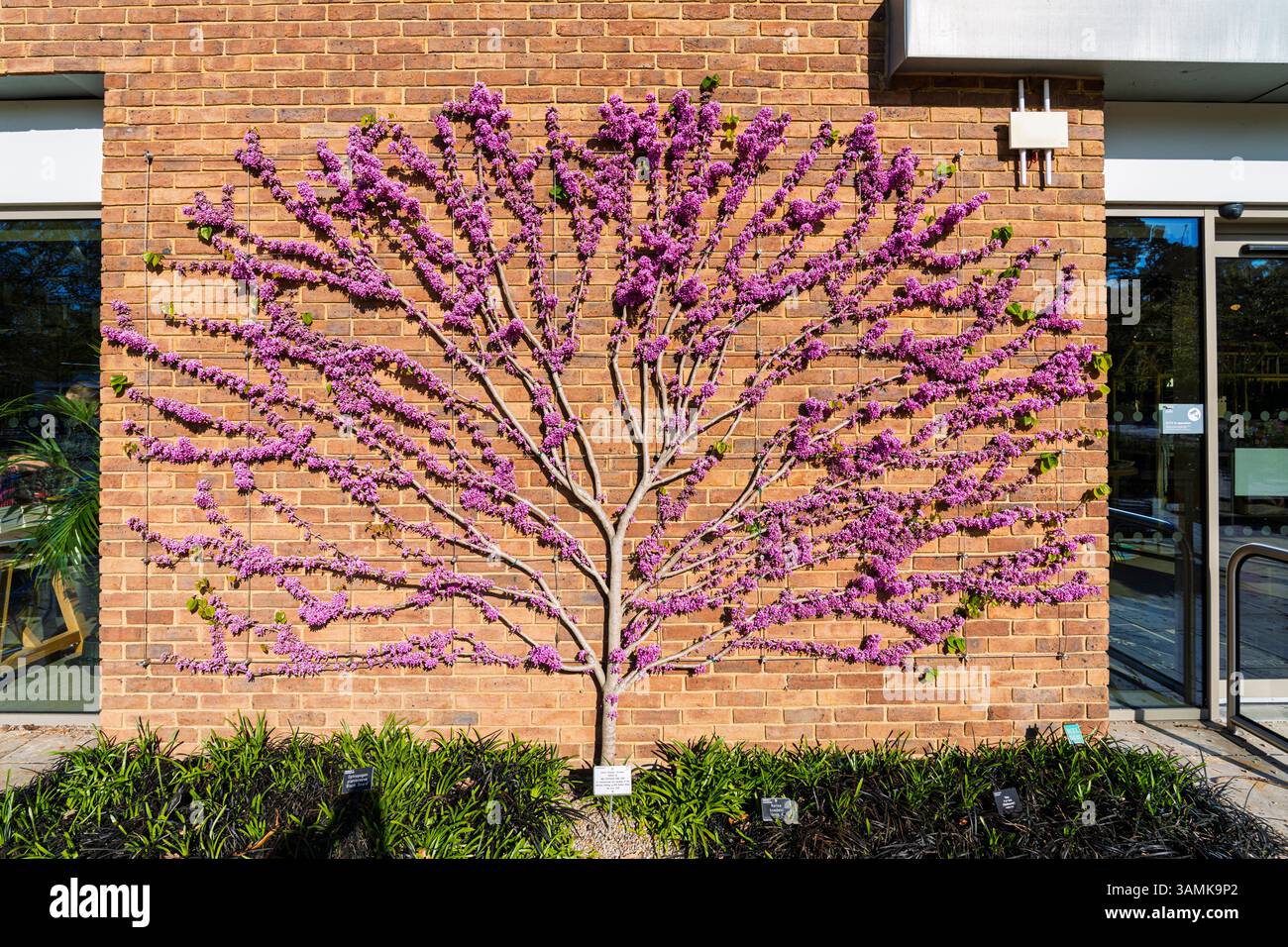 Magenta pink Cercis chinensis 'Avondale' (Chinese redbud) planted by ...