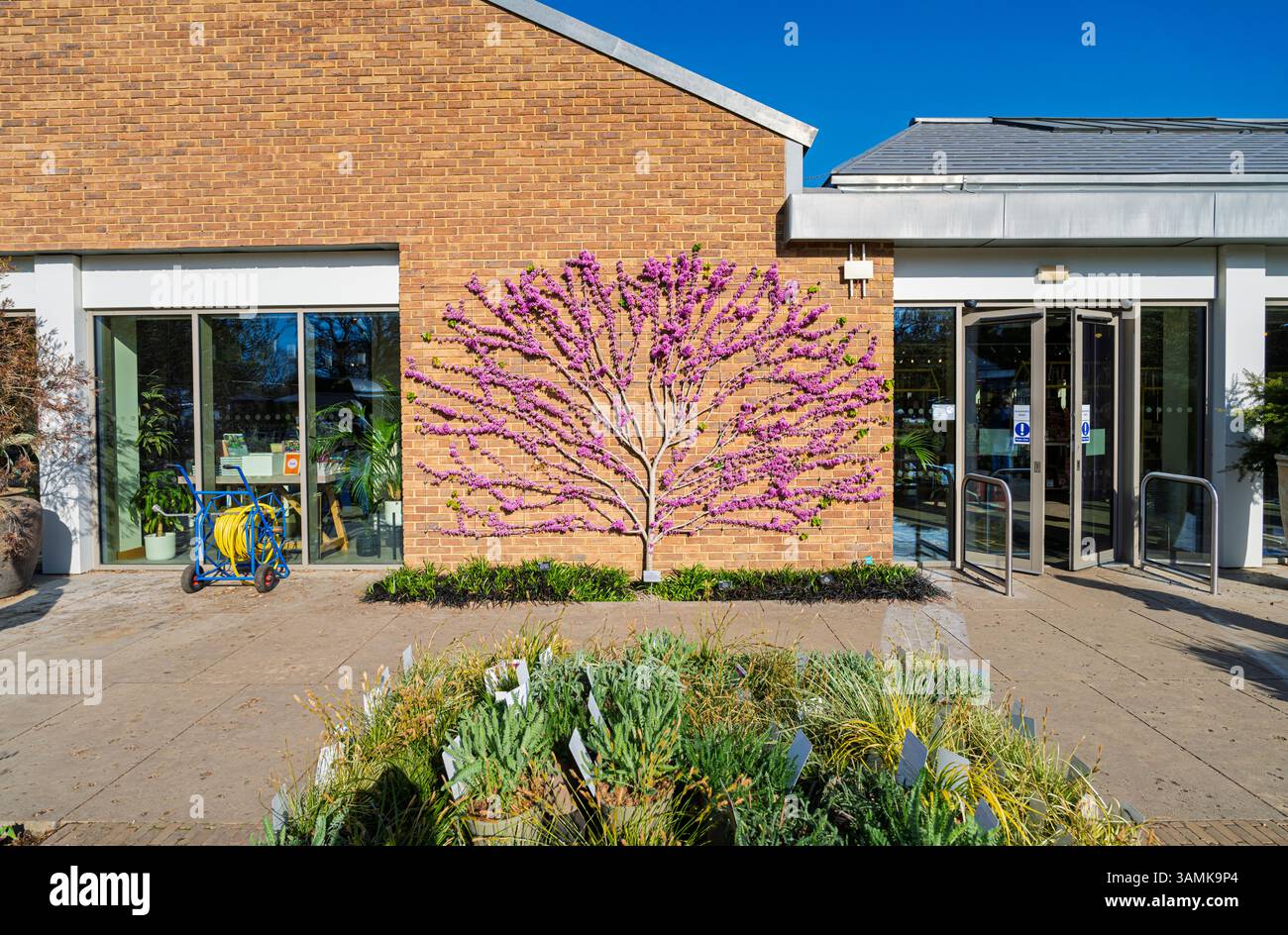 Magenta pink Cercis chinensis 'Avondale' (Chinese redbud) planted by ...