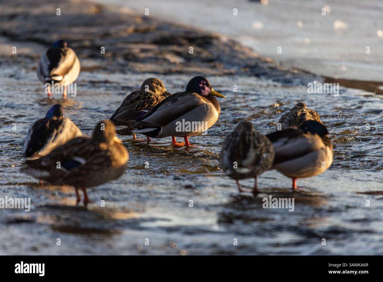 A large group of mallard ducks gathers near the shore, splashing in the ...