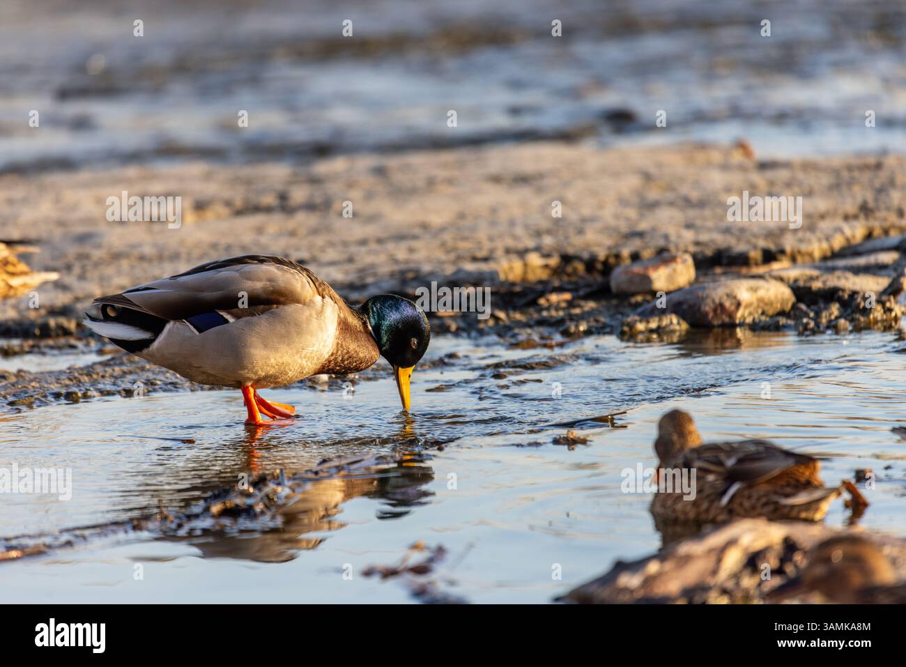 A male mallard duck stands on a shallow riverbank, its vibrant green ...