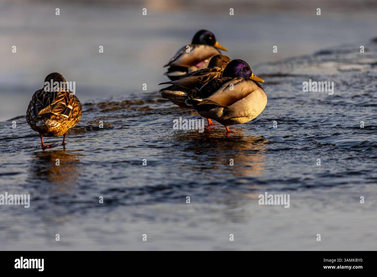 A large group of mallard ducks gathers near the shore, splashing in the ...