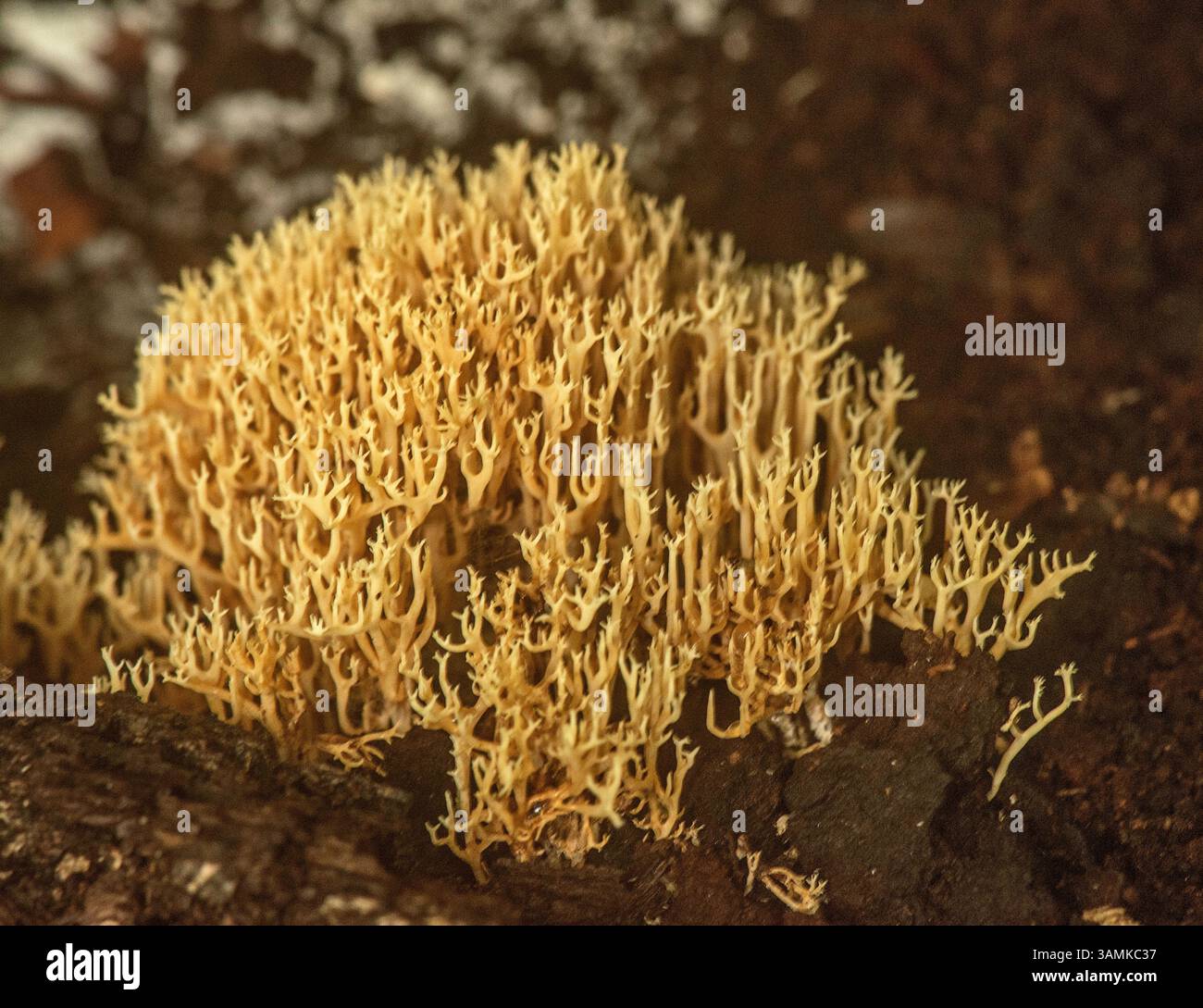 Coral fungus, Santa Fe River, Florida, USA Stock Photo - Alamy