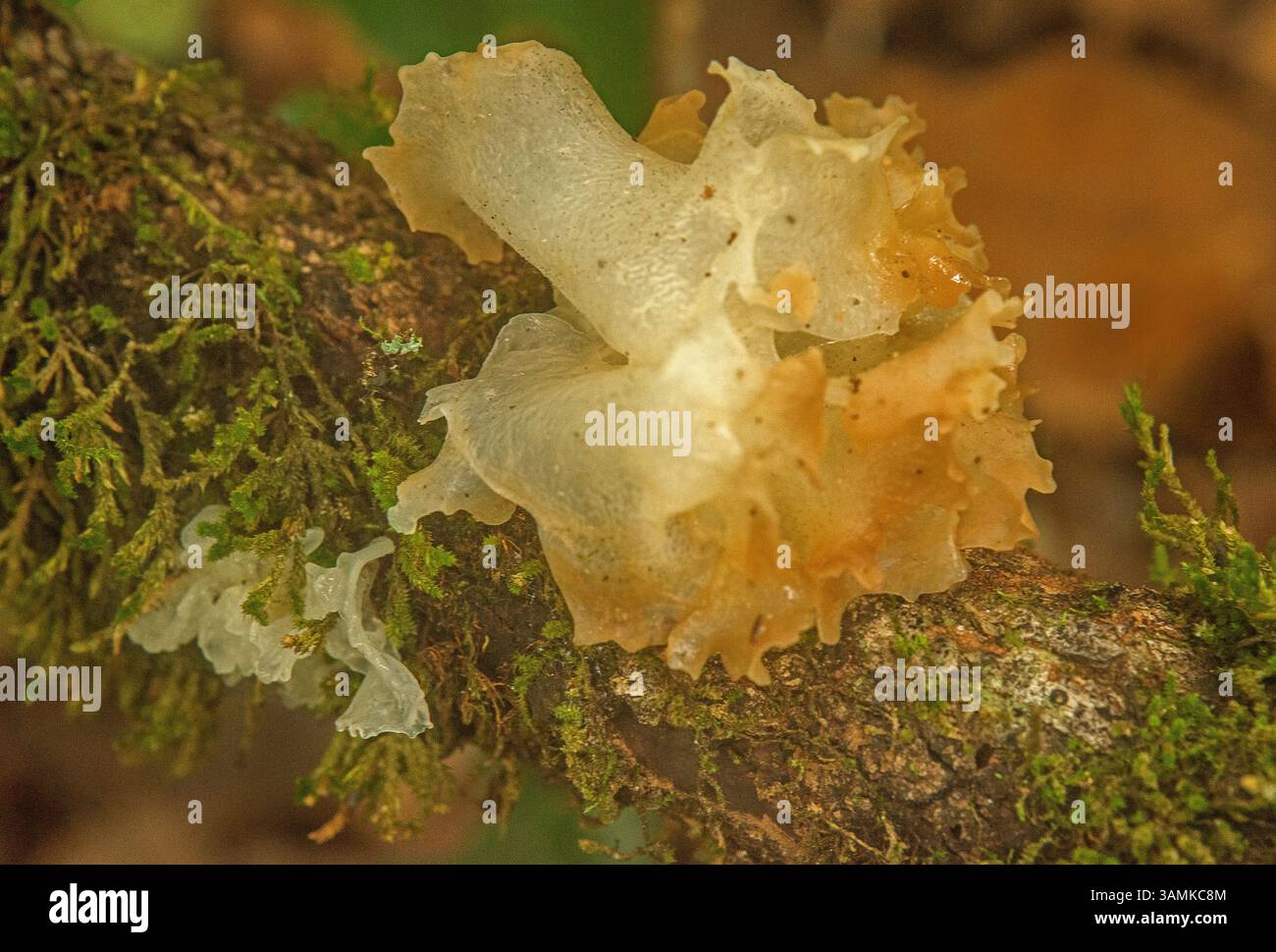 Tremellales fungus, Santa Fe River, Florida, USA Stock Photo - Alamy