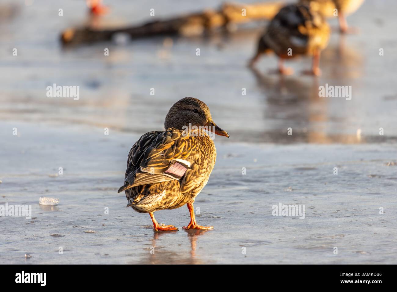A group of mallard ducks stands on a frozen surface, bathed in warm ...