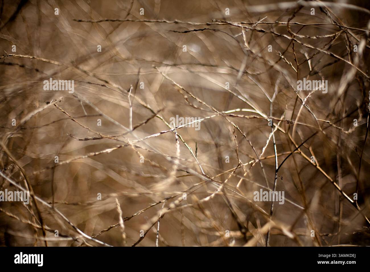 Tangle weeds hi-res stock photography and images - Alamy