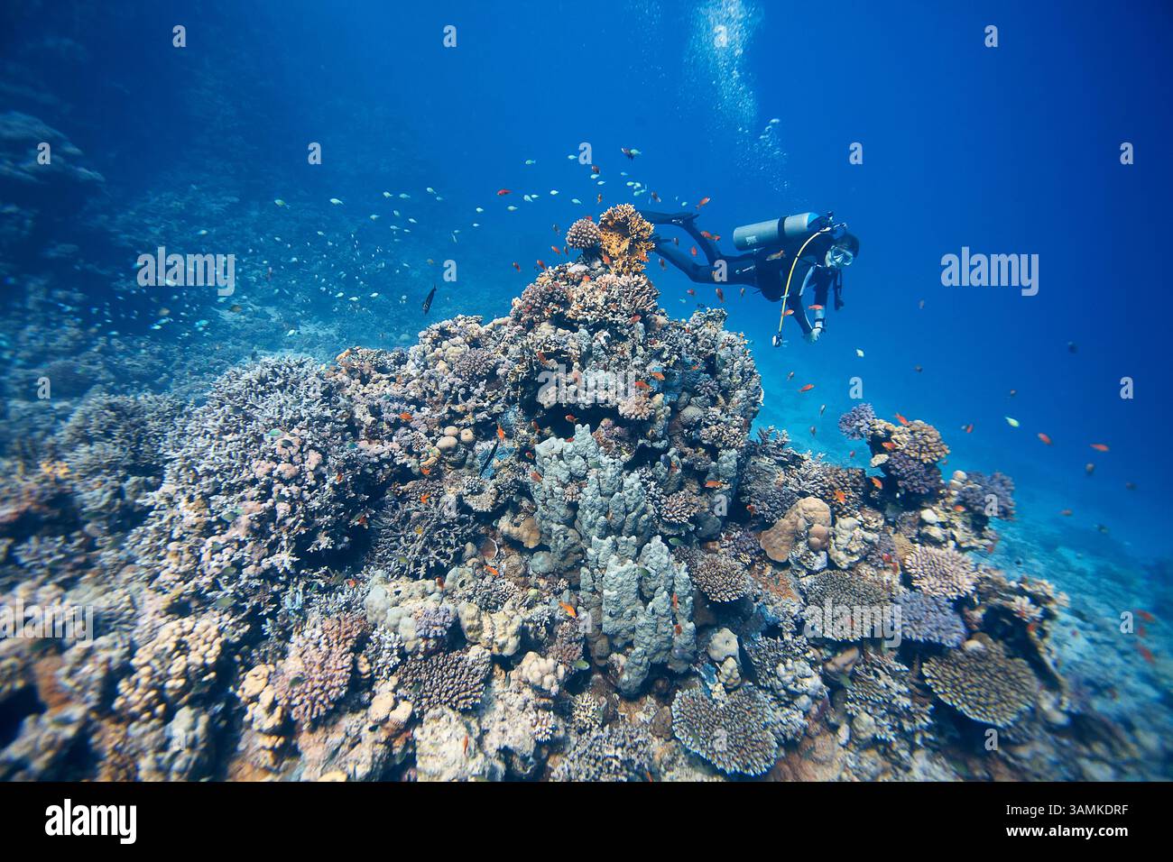 Female diver swimming by a part of the coral reef at Marsa Shagra, near ...