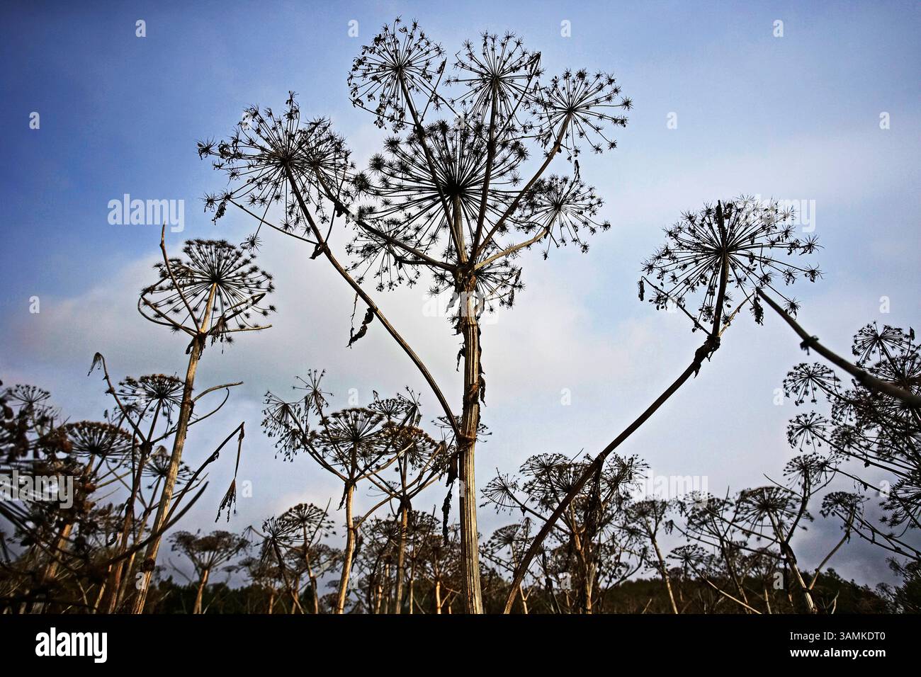 View giant hogweed plant hi-res stock photography and images - Alamy