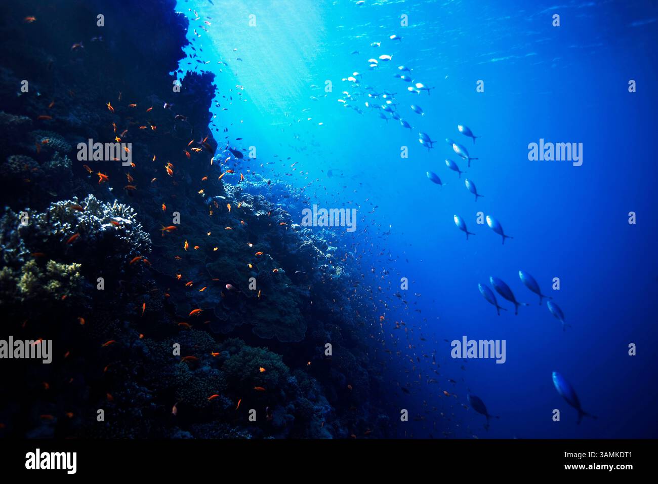 Jackson Reef with a scholl of Fusiliers and red Fairy Basslets on the ...