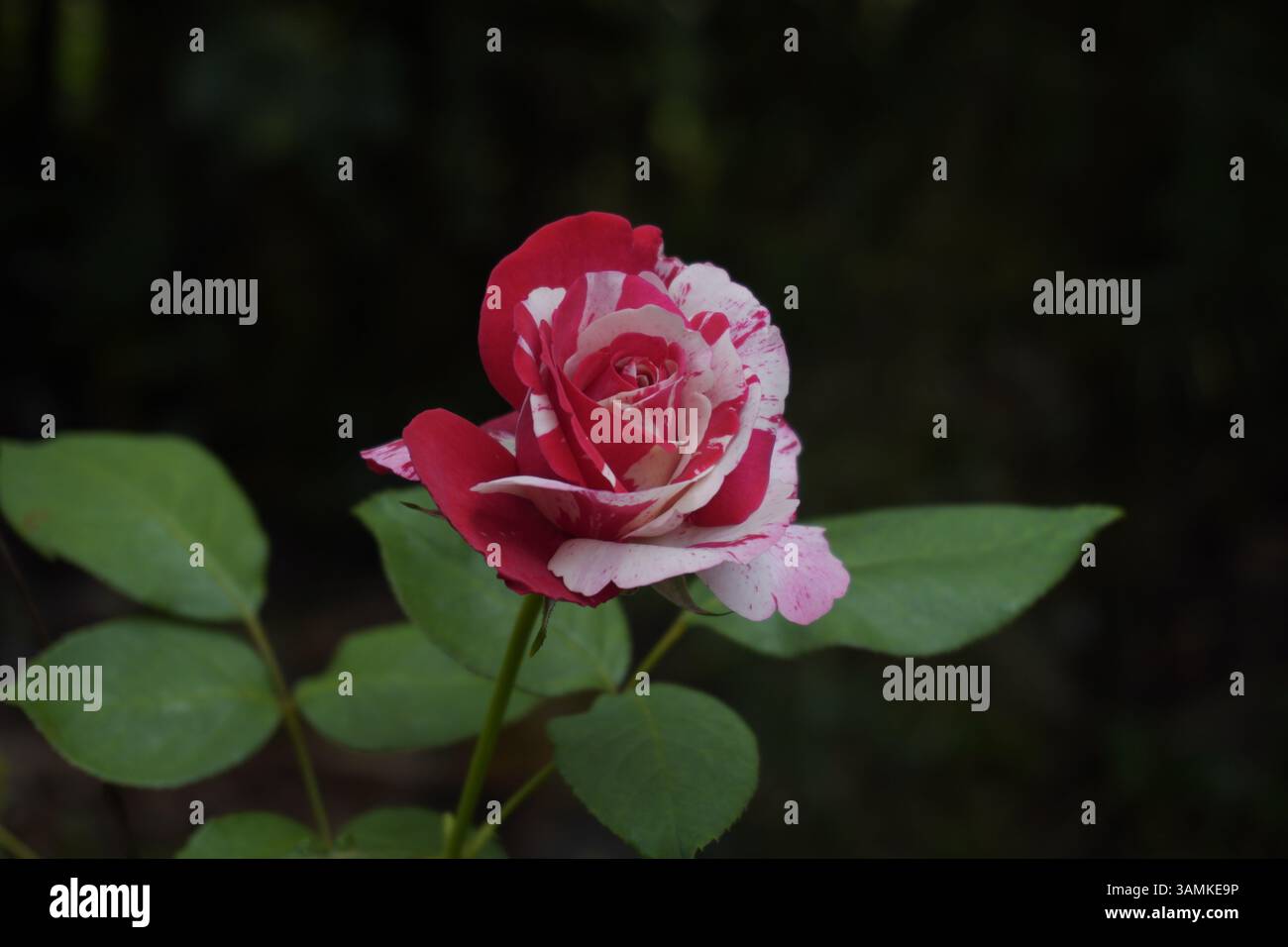 Painted in Petals: Nature’s Dual-Toned Masterpiece Stock Photo - Alamy