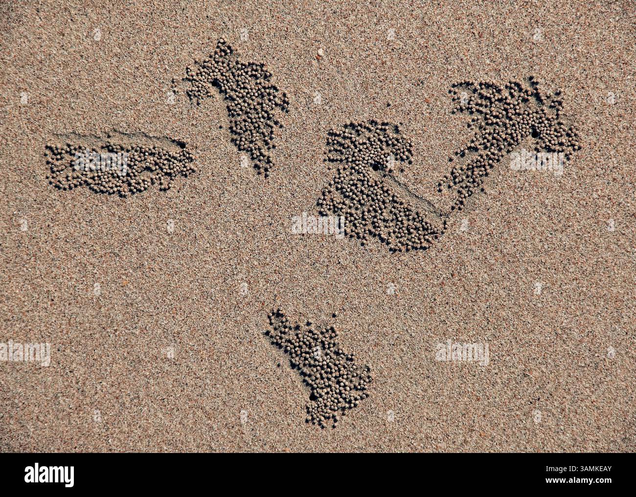 Patterns of small sand balls, made by crabs on the beach of Koh Lanta ...
