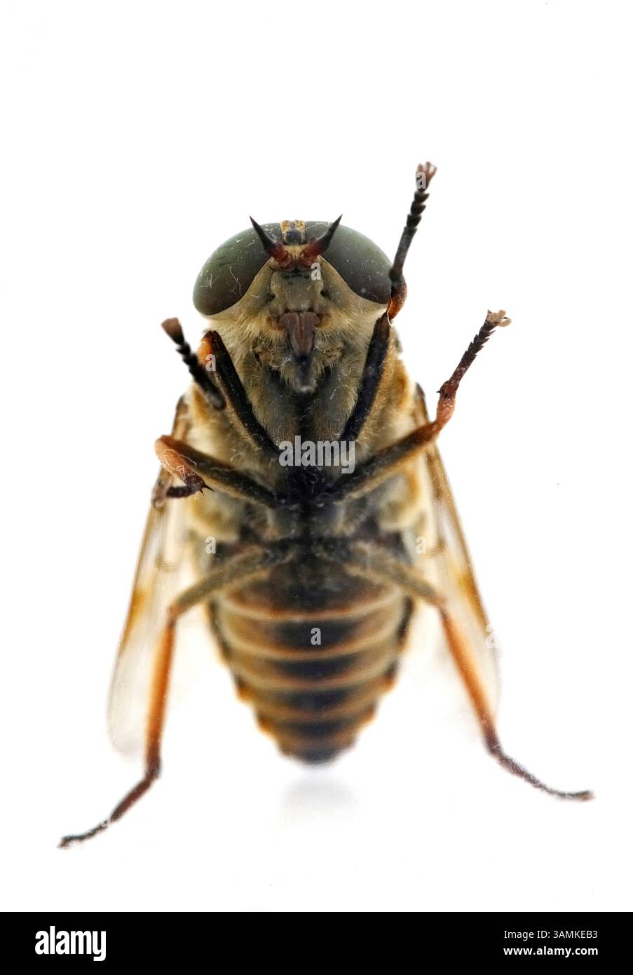 Pale giant horsefly tabanus bovinus hi-res stock photography and images ...