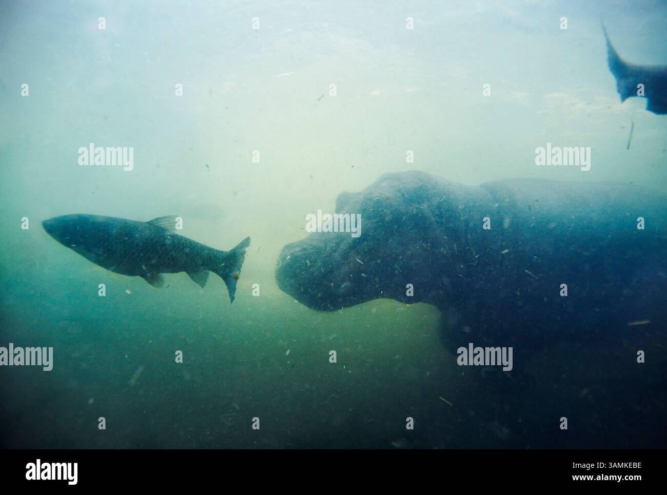 Hippo and fish underwater in Zoo Berlin, Germany, Hippopotamus ...
