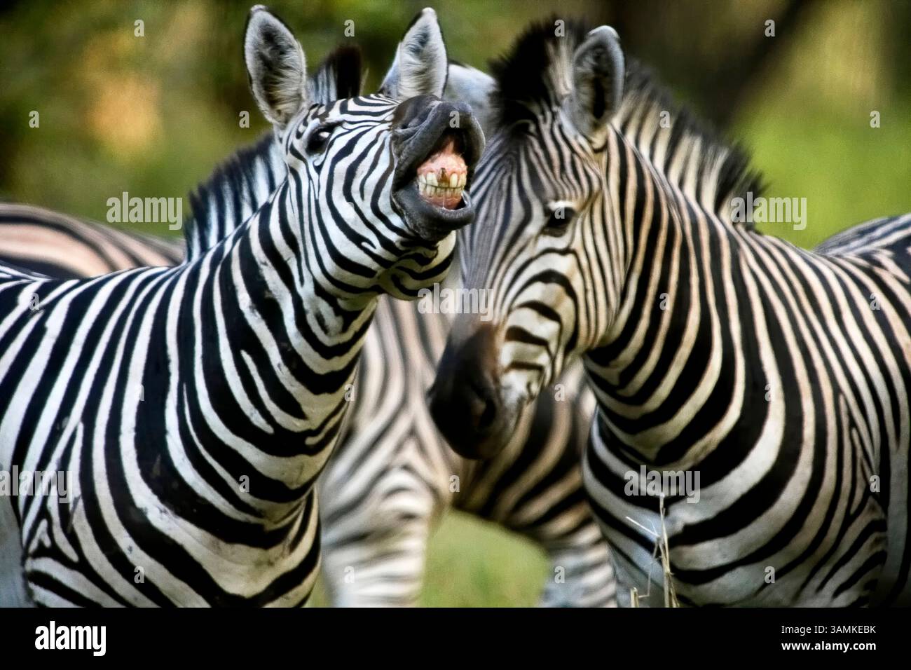 Zebra showing its teeth, Equus quagga, Malawi, Africa Stock Photo - Alamy