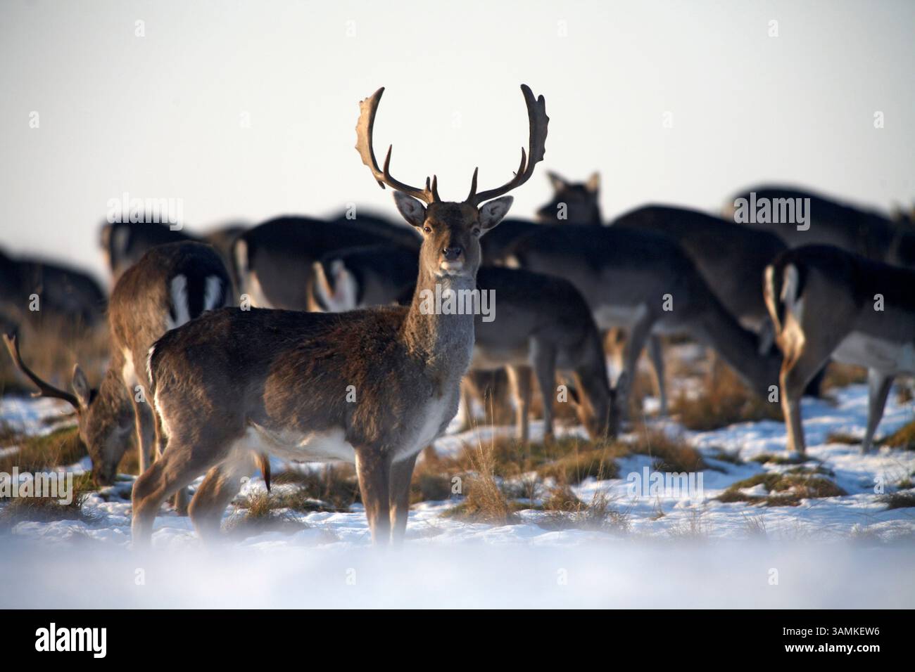 Dyrehaven park copenhagen denmark hi-res stock photography and images ...