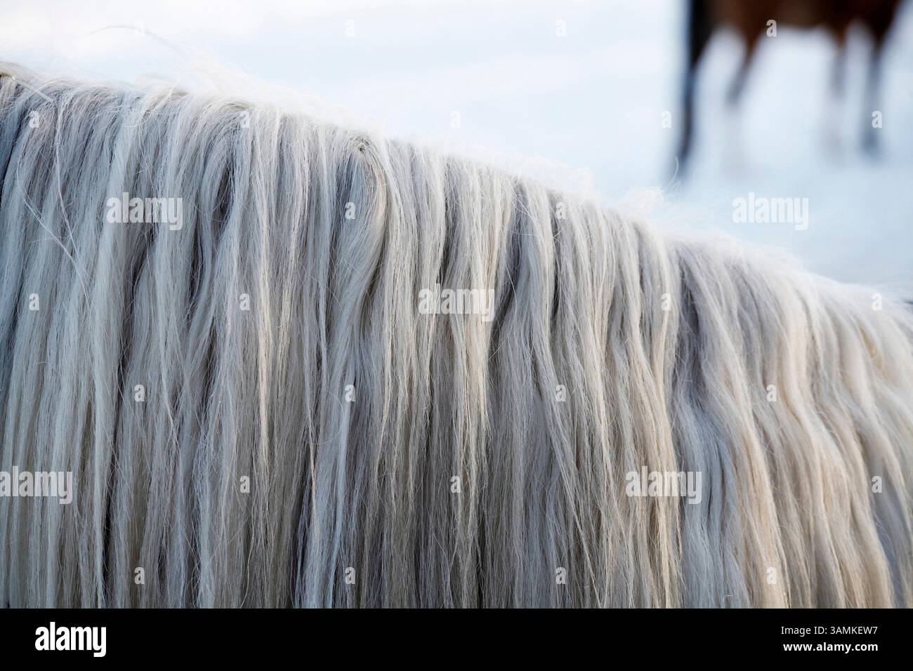 Detail of a white horse mane Stock Photo - Alamy