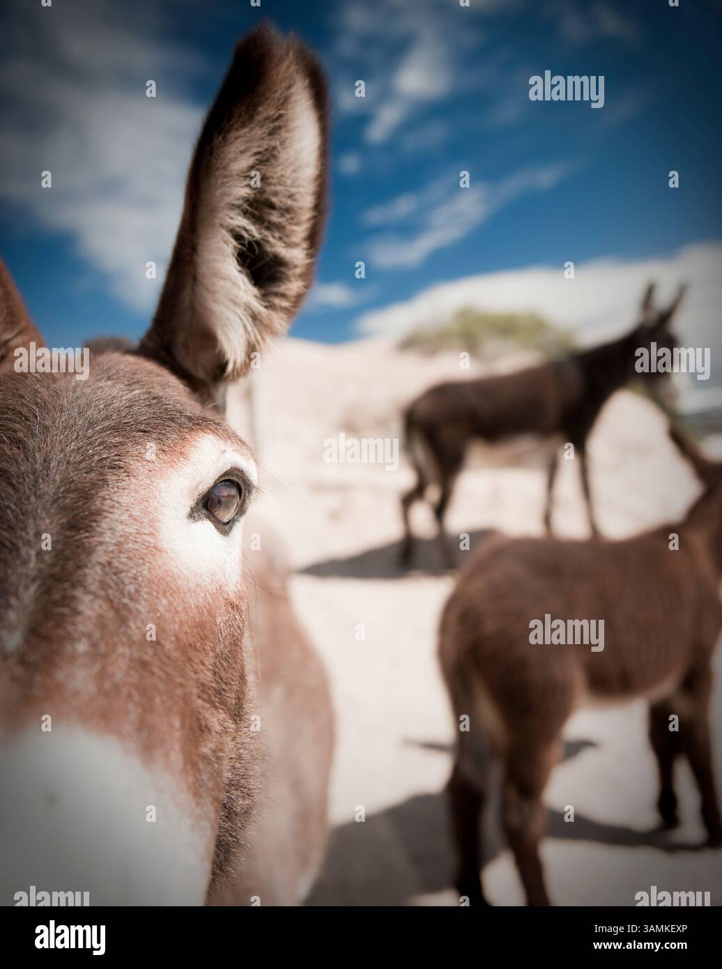 Donkey in mexico hi-res stock photography and images - Alamy