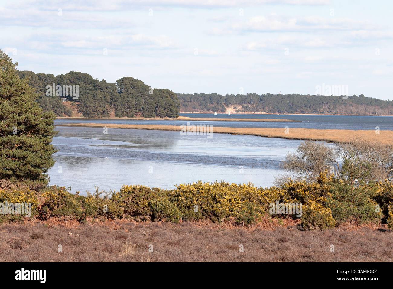 A view from RSPB Arne nature reserve over Poole Harbour, with islands ...