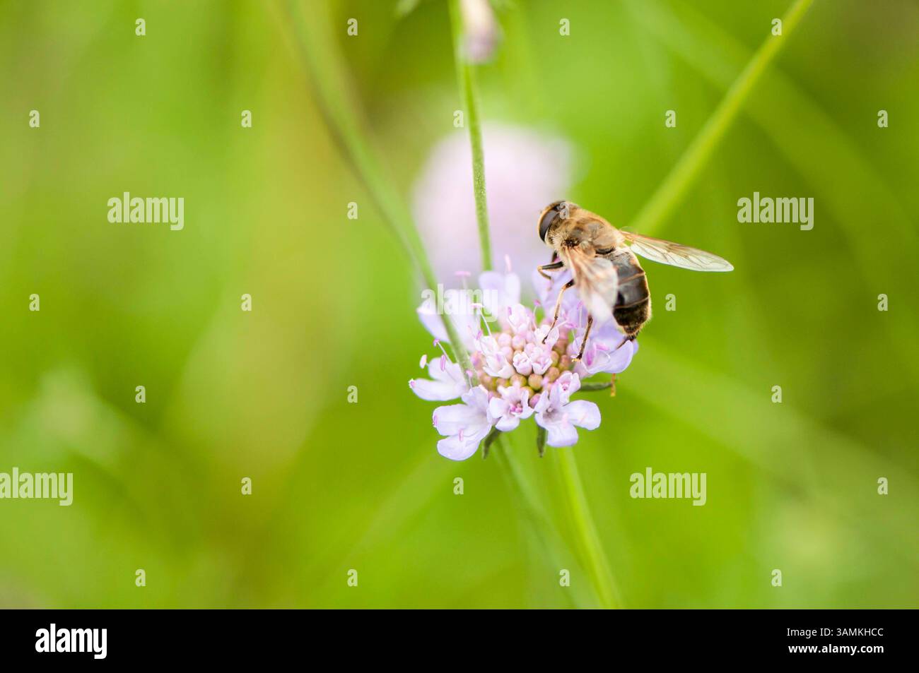 Bee pollination on spring hi-res stock photography and images - Alamy