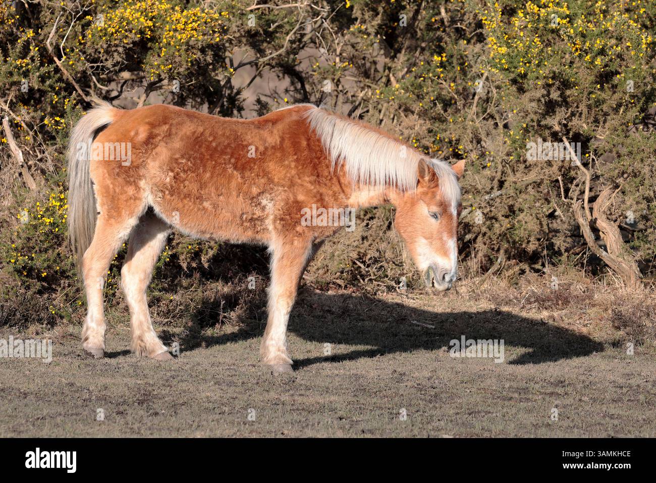 A brown and white New Forest pony, standing eating grass and gorse ...